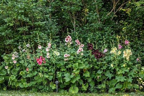 How To Grow And Care For Hollyhock Flowers Gardeners Path