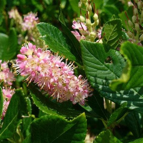Clethra Alnifolia Ruby Spicen Future Forests