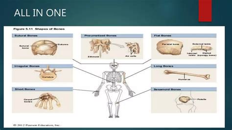 Anatomy Of Bones PDF