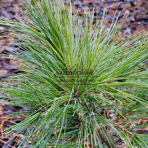 Pinus Strobus Ground Hugger Pin Blanc