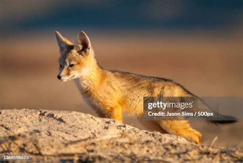 Desert Kit Fox Photos And Premium High Res Pictures Getty Images