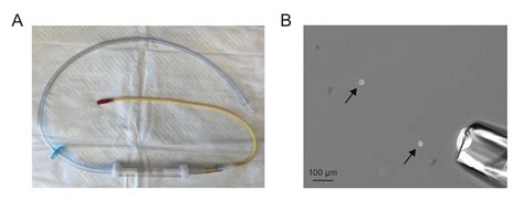 Detection Of Copy Number Alterations Using Single Cell Sequencing