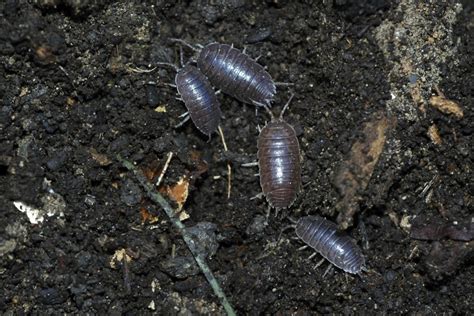 ROLY POLY BUGS PEST CONTROL CHEMICALS