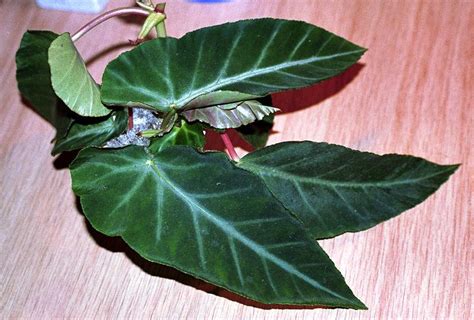 Begonia Begonia Angularis In The Begonias Database