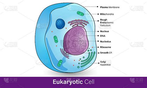 真核细胞结构示意图