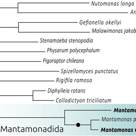 Phylogenomic Analysis Of Crums Clade Bayesian Inference Bi Phylogeny Download Scientific