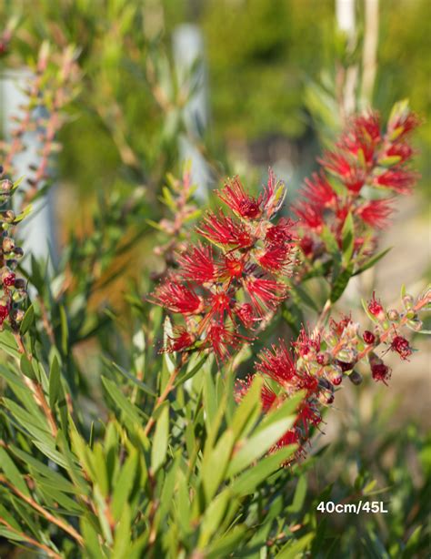 Callistemon Viminalis Slim Evergreen Trees Direct