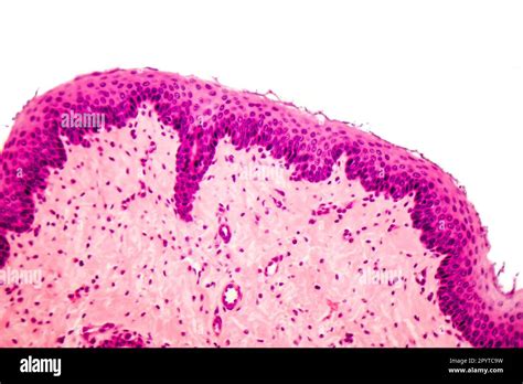 Human Stratified Squamous Epithelium Under Microscope Light Micrograph