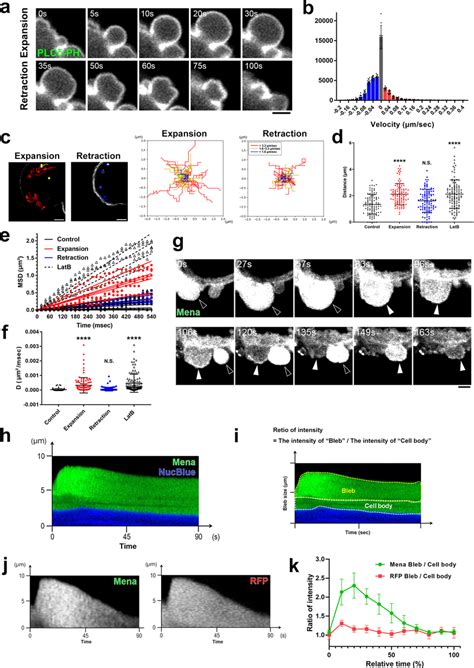Highly Fluid Cytoplasm Is Formed In The Expanding Membrane Blebs A B Download Scientific