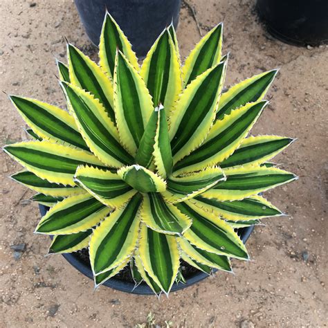 Agave Lophantha Quadricolor Суккуленты Агава Цветоводство
