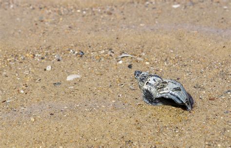 조개 바다 껍데기 Pixabay의 무료 사진 Pixabay