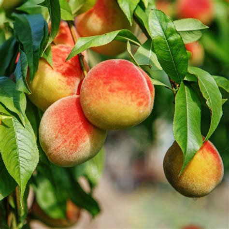 Prunus Persica Fruit