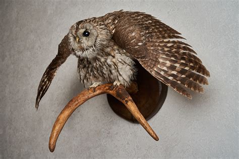 Tawny Owl Taxidermy Bird Mount Brown Owl Mounted Stuffed Birds For