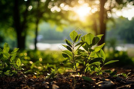 自然的植物高清图片下载 正版图片600746292 摄图网