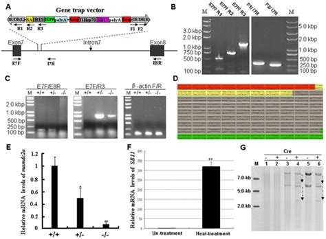 Exon Trapping Plos One