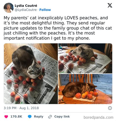 50 Hilarious And Relatable Memes Dedicated To All Things Feline