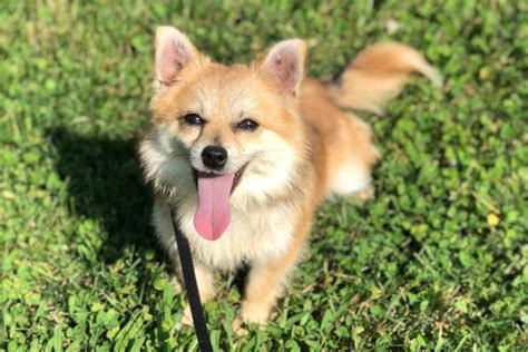 Cachorros Chipom Pomchi Micro Pomeranian Chihuahua Mix ☕teacup