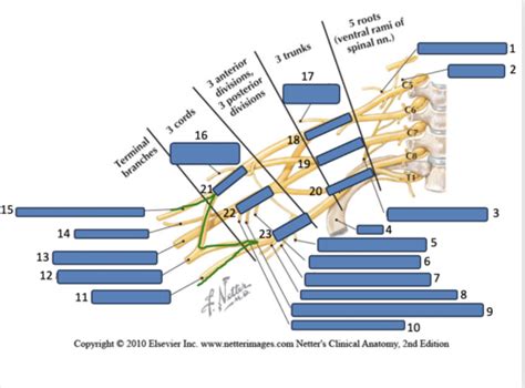 Brachial Plexus Labeling Flashcards Quizlet
