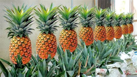 Tips For Growing Pineapple Super Fast From The Tops Discarded Cant Be