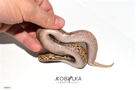 Confusion Ball Python Traits Morphpedia