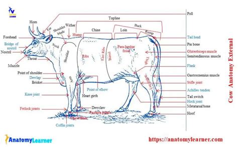 Cattle Anatomy Diagram