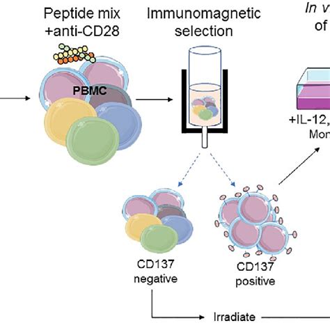Rare Antigen Ag Specific B Cells Can Be Identified Using Tetramers Download Scientific