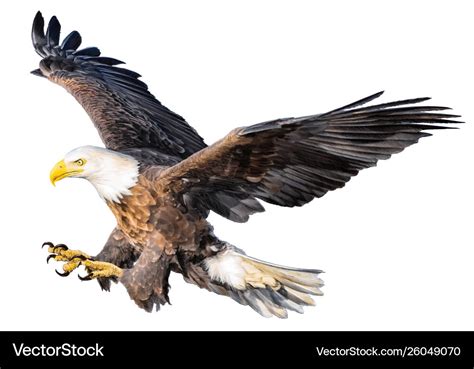 Bald Eagle Attack Swoop Royalty Free Vector Image