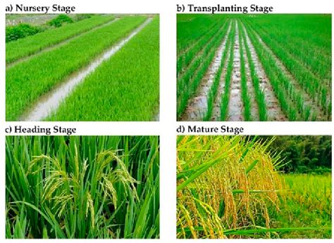 Figure 1 From Mapping Paddy Rice With Satellite Remote Sensing A