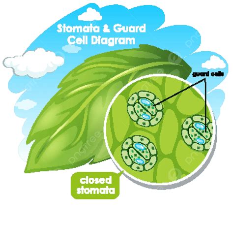 Diagram Showing Plant Cell Plants Clip Art Clipart Vector Plants Clip Art Clipart Png And