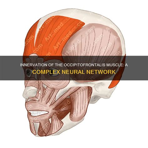 Innervation Of The Occipitofrontalis Muscle A Complex Neural Network Cyvigor