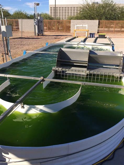 What Are Open And Closed Algae Culture Systems Vietnam Fisheries