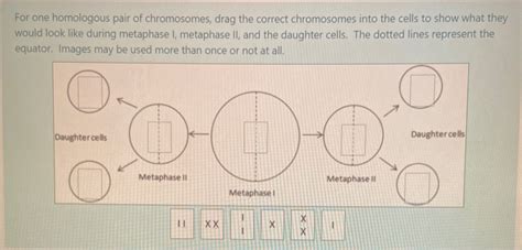 Solved For One Homologous Pair Of Chromosomes Drag The