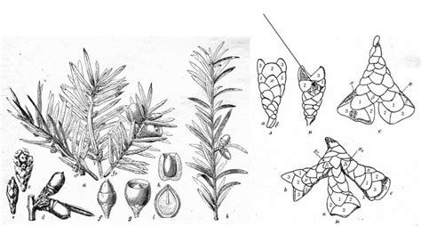 Overview Of The Genus Taxus Taxonomy Nomenclature And Ovulate Shoots