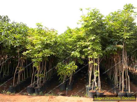 Best Nursery In Kadiyam Sri Satyanarayana Nursery