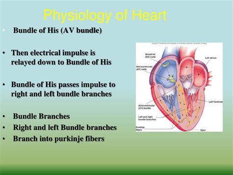 Ppt Heart Physiology Powerpoint Presentation Free Download Id3130226