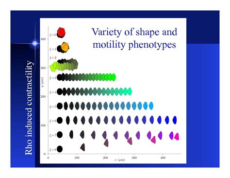 Cell Polarity Models And Simulating Cell Motility Using The Cellular