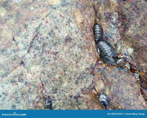 Seashell Fossil In Harvard Museum Of Natural History Editorial Photo