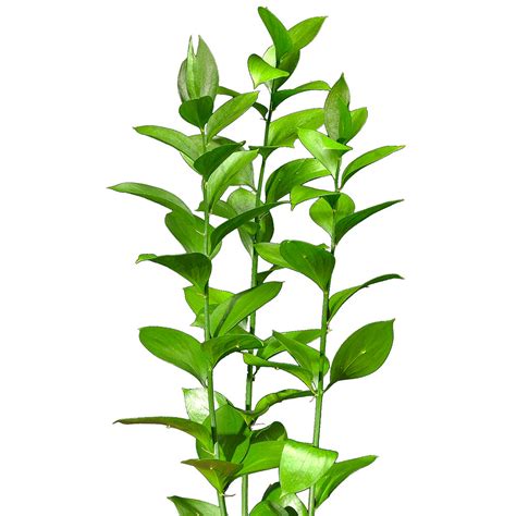 Israeli Ruscus
