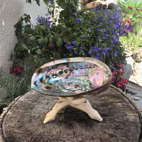 Abalone Shell Heavenly Ocean Energy Everything Soulful