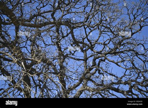 Oak Tree Branches Against A Blue Sky Stock Photo Alamy