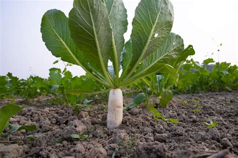 Premium Photo White Radish Grows In The Field With Green Leaves