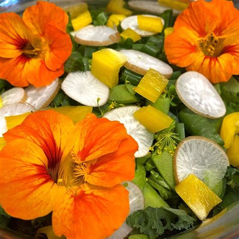 15 Best Edible Flowers For Baking Cooking And Drinks