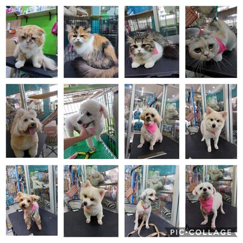 ขอบคุณค่ะ🙏 อาบน้ำ ตัดขน รามคำแหง16 อาบน้ำ ตัดขน