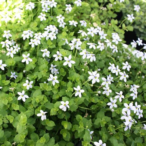 Blue Star Creeper Ground Cover