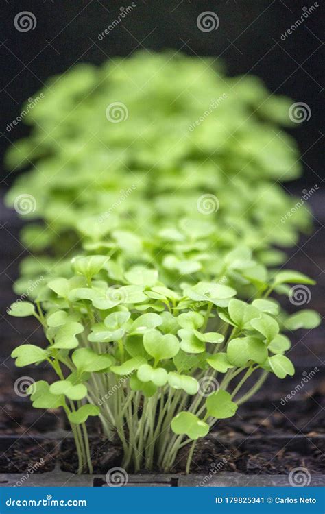 Sprouts Of Turnip Vegetables Species Brassica Rapa In Fertile Soil Of