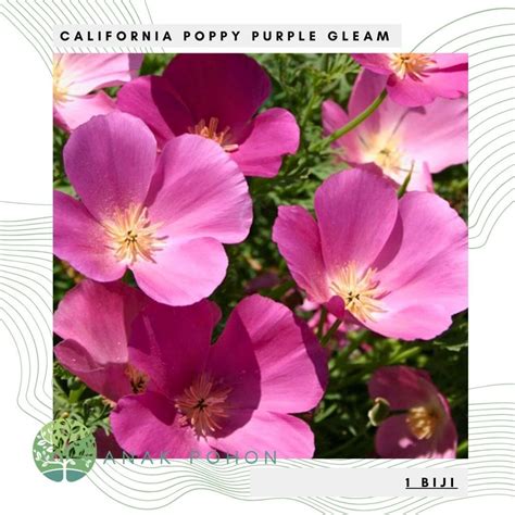 Jual Benih Bibit Biji Bunga California Poppy Purple Gleam Flower