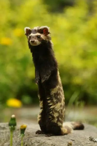 Marbled Polecat Facts Diet Habitat And Pictures On Animaliabio