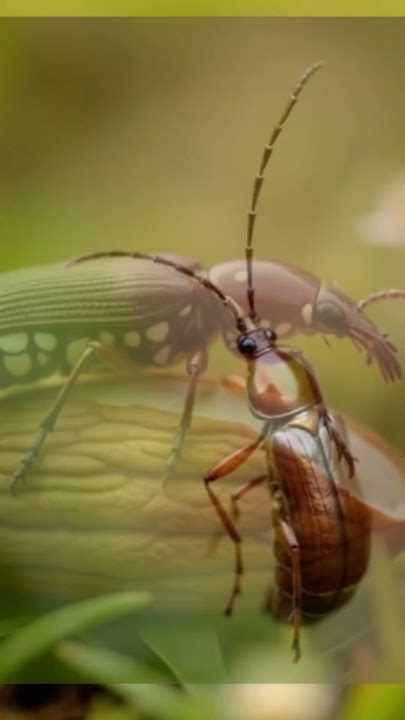 فرقع لوز Youtube