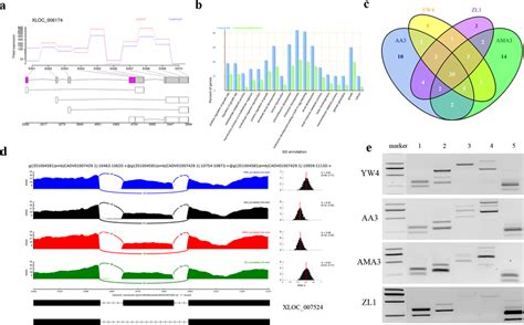 Exon Skipping Events And Differentially Expressed Exons Found In B