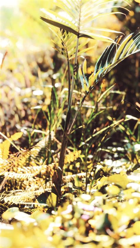 Close Up Of Tip Of A Green Broadleaf Carpet Grass 48268792 Stock Video